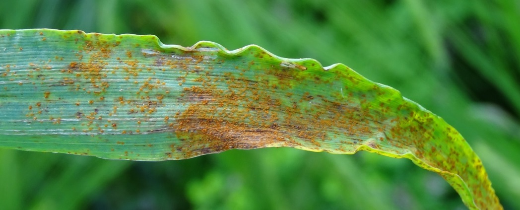 Cold snap may arrest crop disease development | Helping farmers in ...